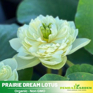 5 Rare Seeds| Prairie Dream Lotus Seeds - Indian Lotus (nelumbo ...