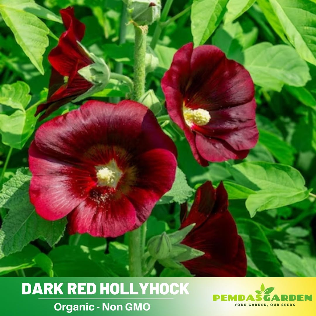 Dark Red Hollyhock - Alcea Rosea Seeds- Authentic Seeds - Perennial ...