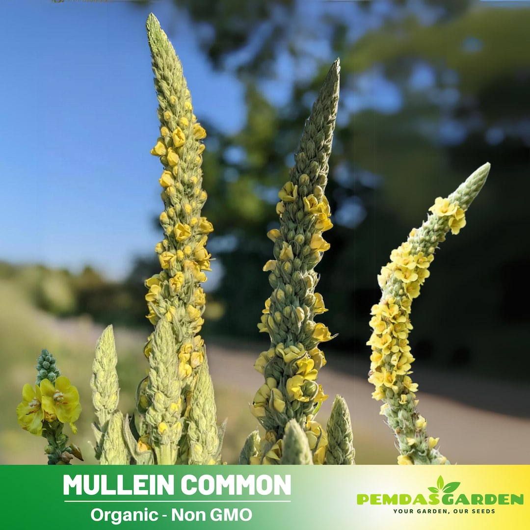 15 Seeds| Mullein Common Seeds - Verbascum Thapsus - Heirloom ...