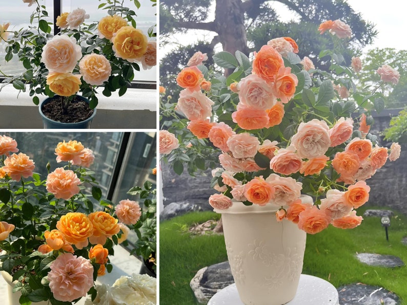 30+ Seeds| Juicy Terrazza Rose Seeds - Authentic - Perennial ~ GMO Free ...