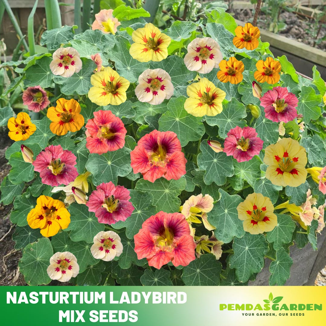 10+ Seeds| Nasturtium Ladybird Mix Seeds - Fast Growing - Open ...