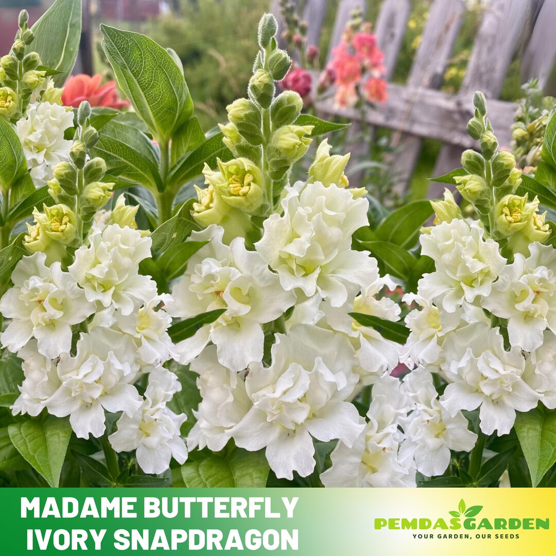 Madame Butterfly Ivory Snapdragon Seeds - Cold Resistant -attracts ...