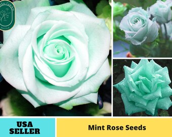 RARE Multi-color ROSE Flower Tree Bush 3.10, 20 or 30 Seeds no Plant ...