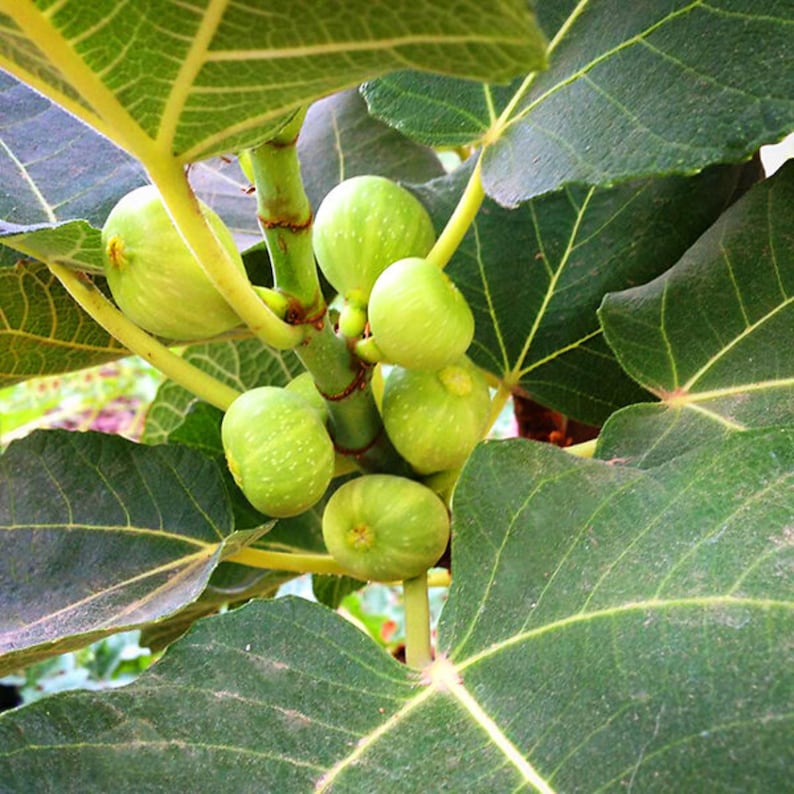 25 Kadota Fig Seeds – Ficus Carica – Organic Fruit Tree Seeds for Sweet ...