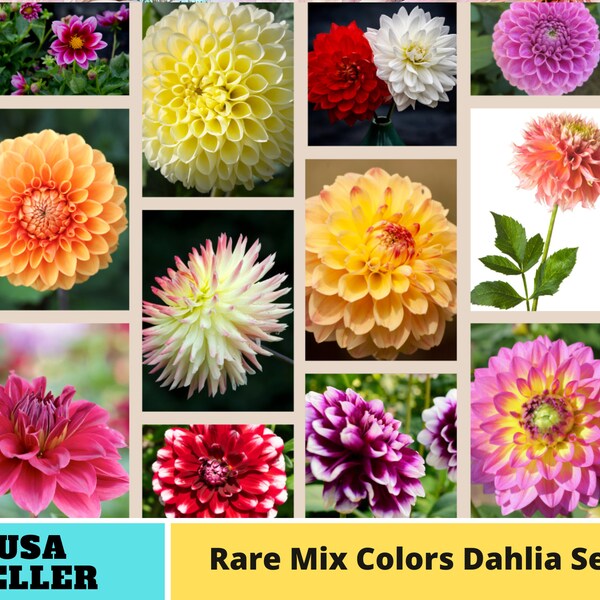 Mix Color Flowers - Etsy