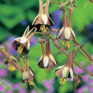 25+ Seeds| 'chocolate Soldier' Columbine Seeds - Cold Resistant ...