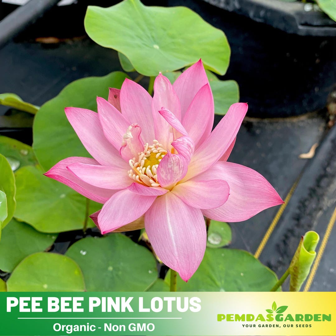 5 Rare Seeds| Pee Bee Pink Lotus Seeds - Indian Lotus (nelumbo Nucifera ...