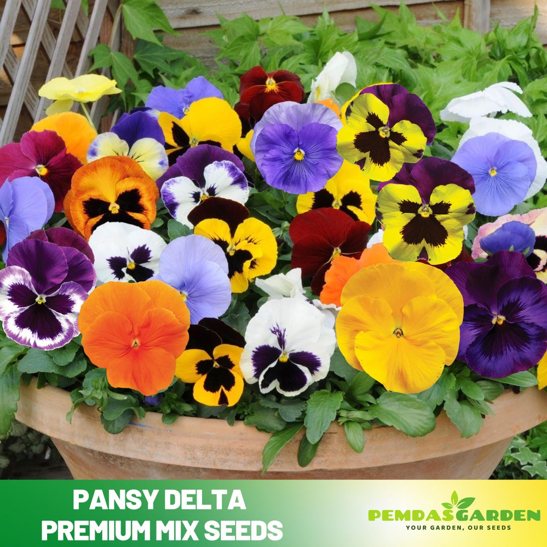 25+ Seeds| Pansy Delta Premium Mix Seeds - Cold Resistant - Self ...