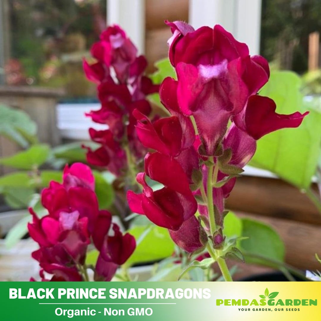 Black Prince Snapdragons Seeds - Cold Resistant - Potted -attracts ...