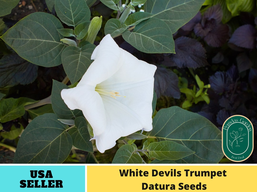 25 Seeds White Devils Trumpet Datura Seeds-perennial authentic Seeds ...