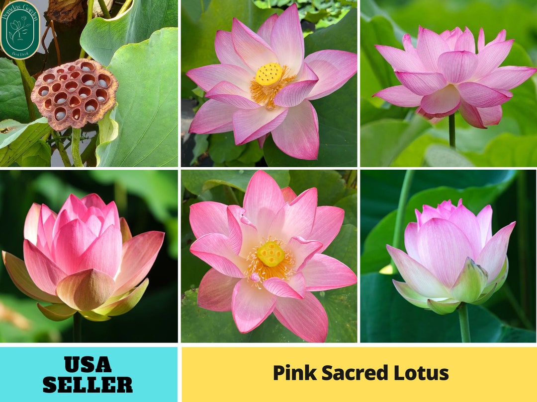 5 Rare Seeds Pink Sacred Lotus Seeds Indian Lotus nelumbo Nucifera ...