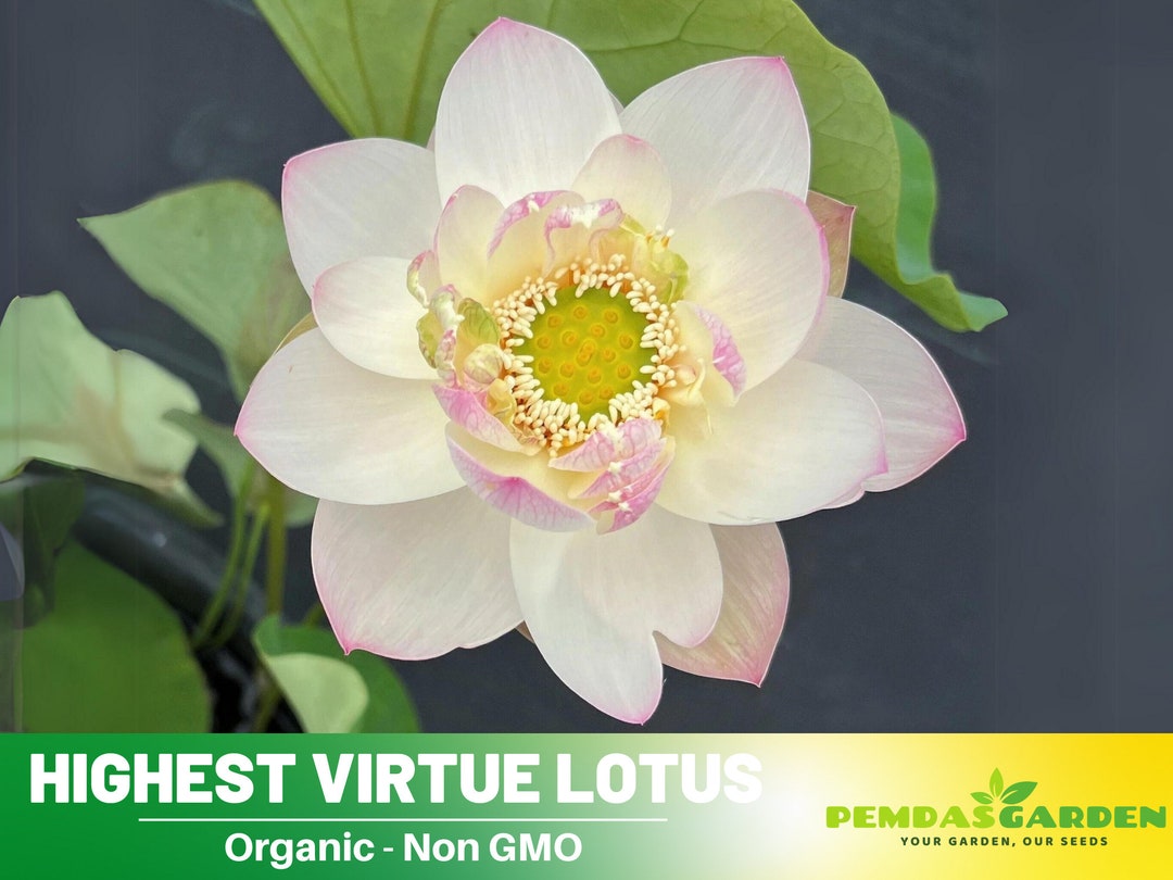5 Rare Seeds Highest Virtue Lotus Seeds Indian Lotus nelumbo Nucifera ...