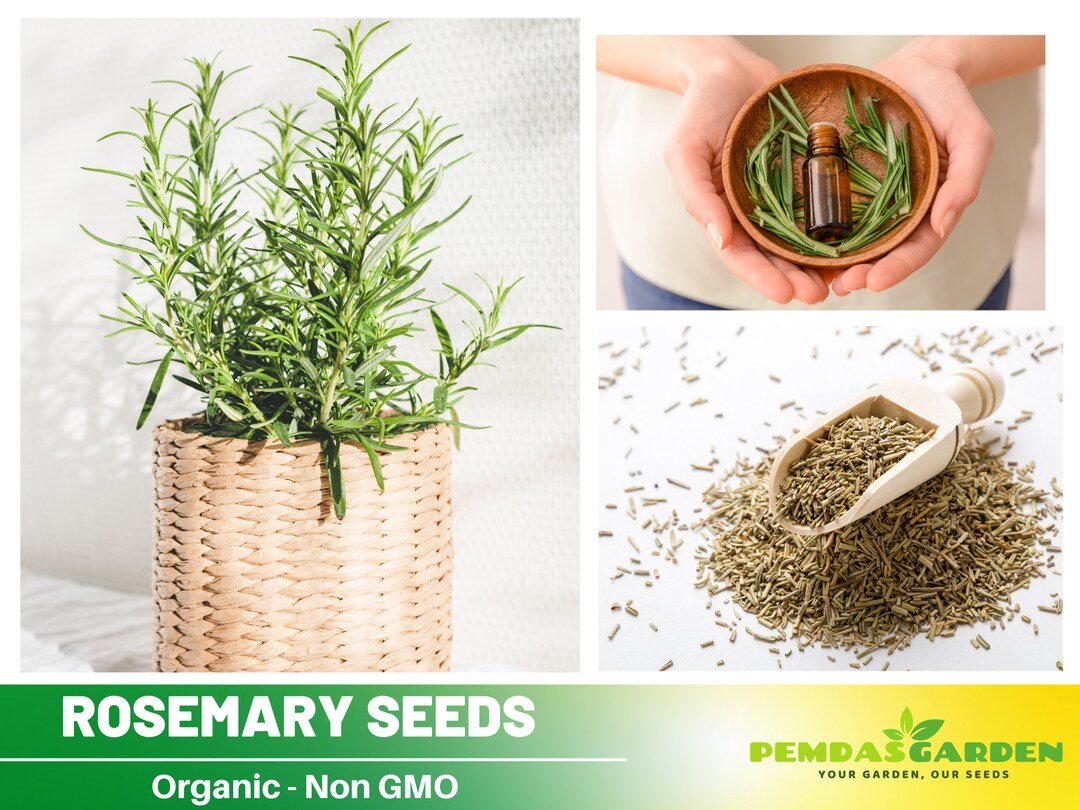 Rosmarinus Officinalis Rosemary silvia Rosmarinus Open-pollinated ...