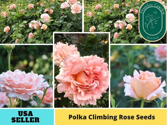 33 Seeds Apricot Polka Climbing Rose Seeds Authentic Seeds - Etsy
