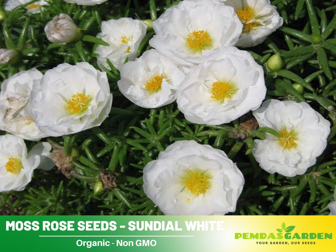 Sundial White Portulaca Seeds Moss Rose Seeds Purslanes Seeds Heirloom ...