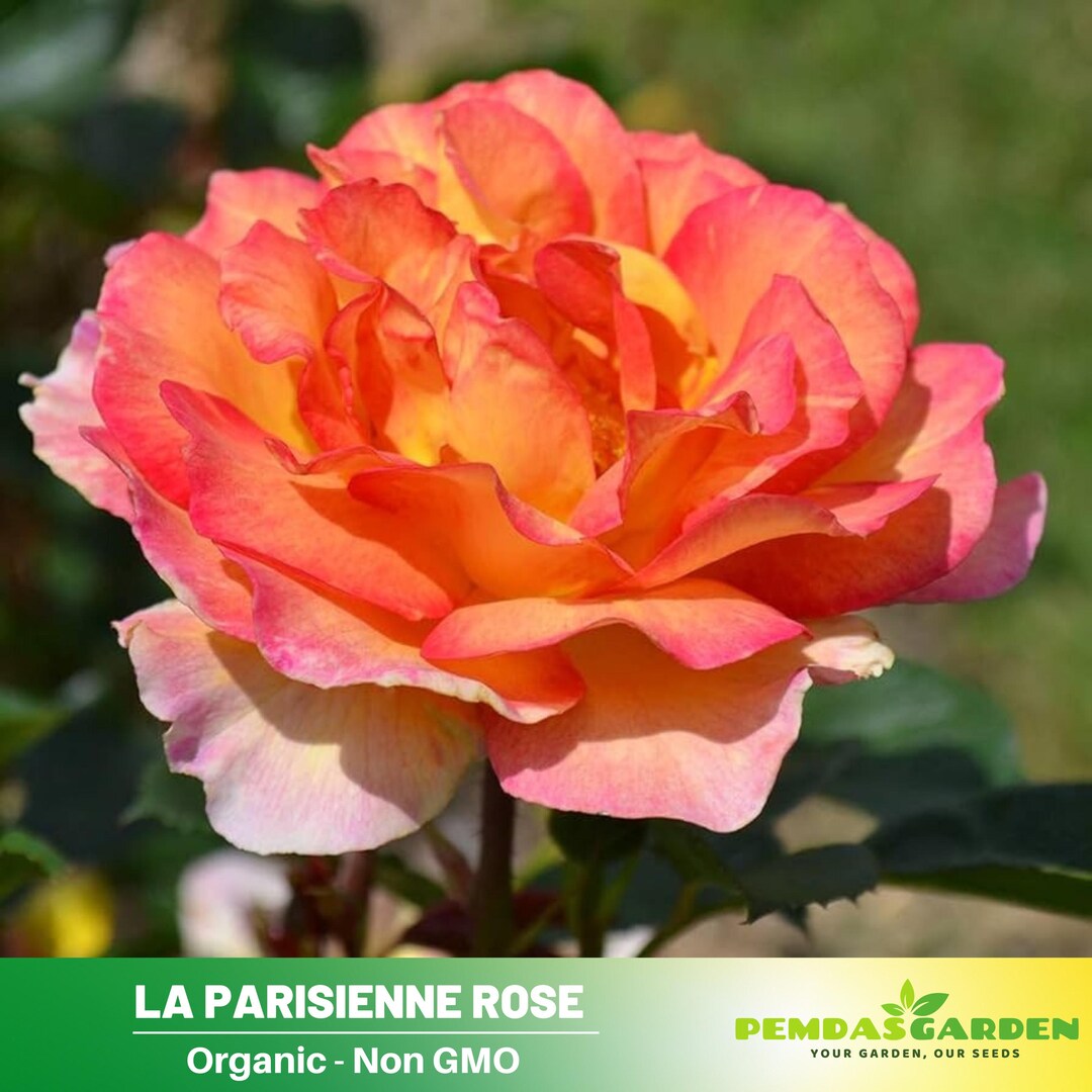 32+ Seeds|la Parisienne Rose Seeds-perennial -authentic Seeds-flowers ...