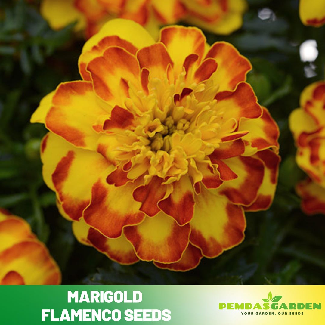 25+ Seeds| Marigold Flamenco Seeds - Edible -open-pollinating -draft ...