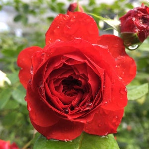 32+ Seeds| Red Apple Rose Seeds-perennial -authentic Seeds-flowers ...