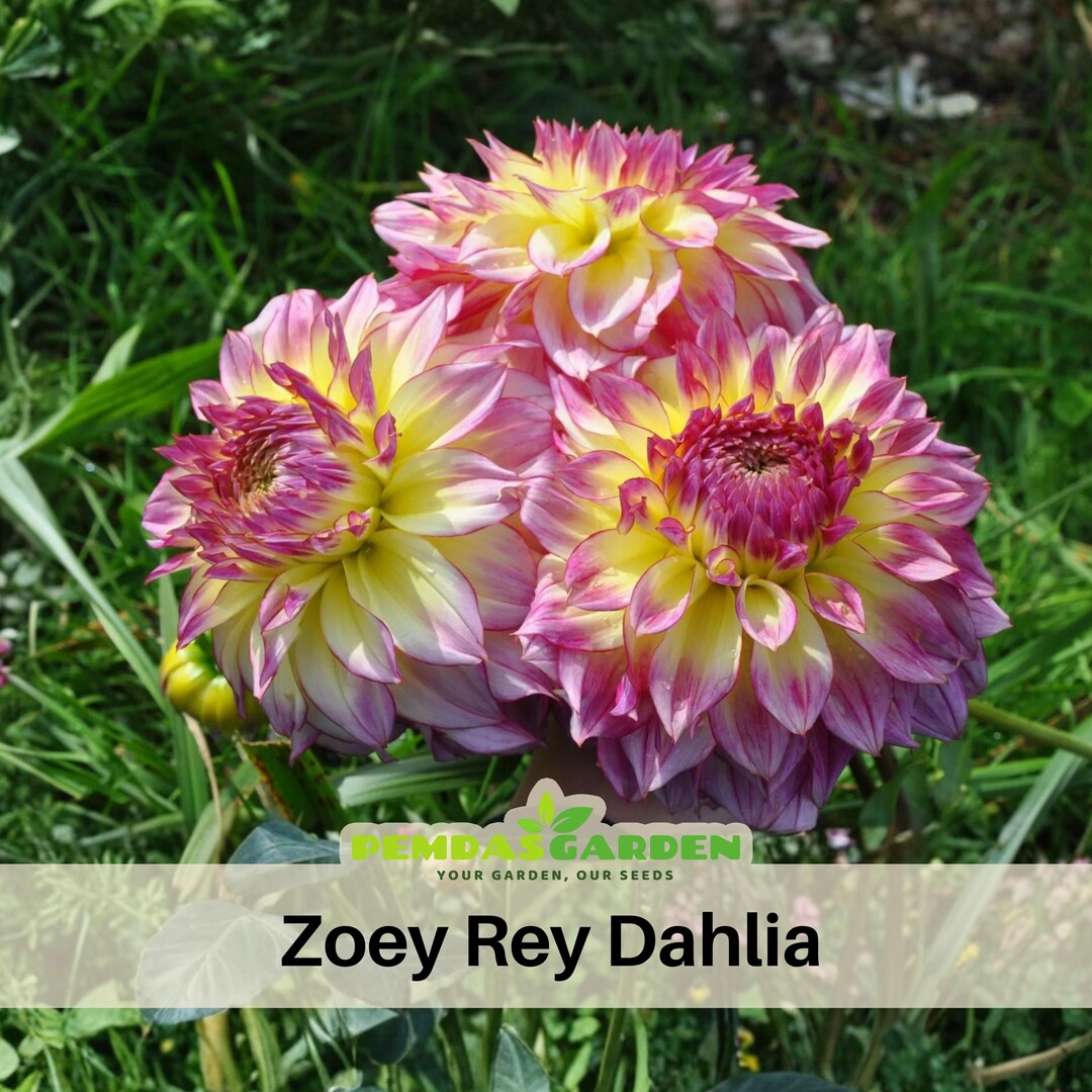 40+ Seeds| Zoey Rey Dahlia Seeds - Pollinator Friendly- Open Pollinated ...