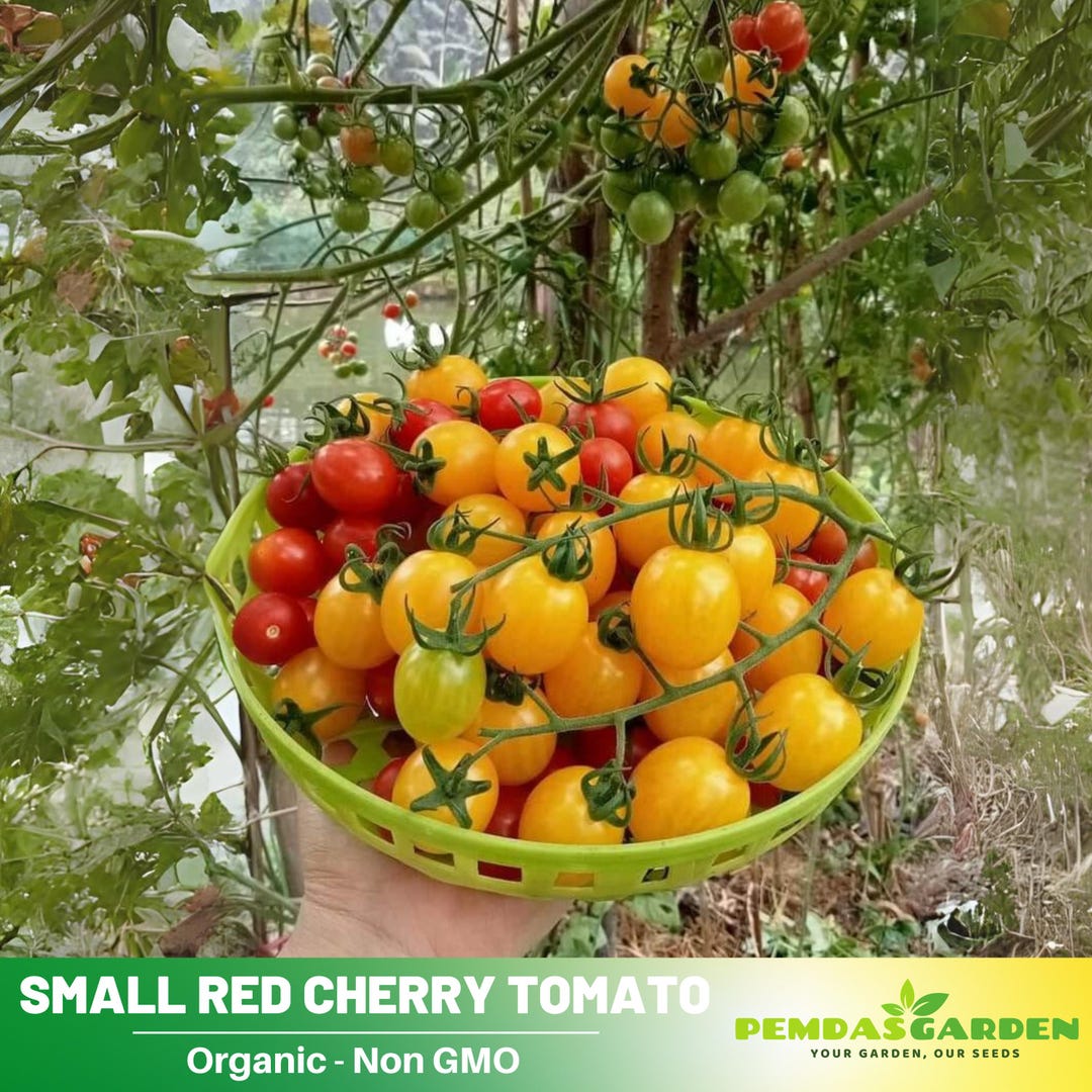 30 Seeds| Small Red Cherry Tomato Seeds- Authentic Seeds ~ GMO Free ...