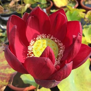 5 Rare Seeds| Brilliant Red Happy Lover Lotus Seeds - Indian Lotus ...