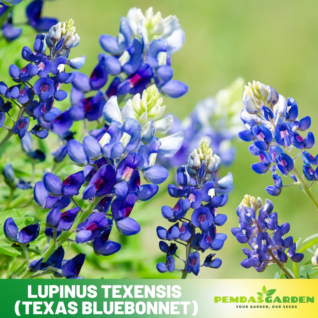 Lupinus Texensis (texas Bluebonnet) Seeds - Bluebonnet Seeds-cottage ...