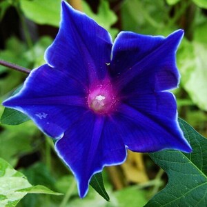Blue Picotee Morning Glory Seeds Blue White Bi Color Flower Seeds ...