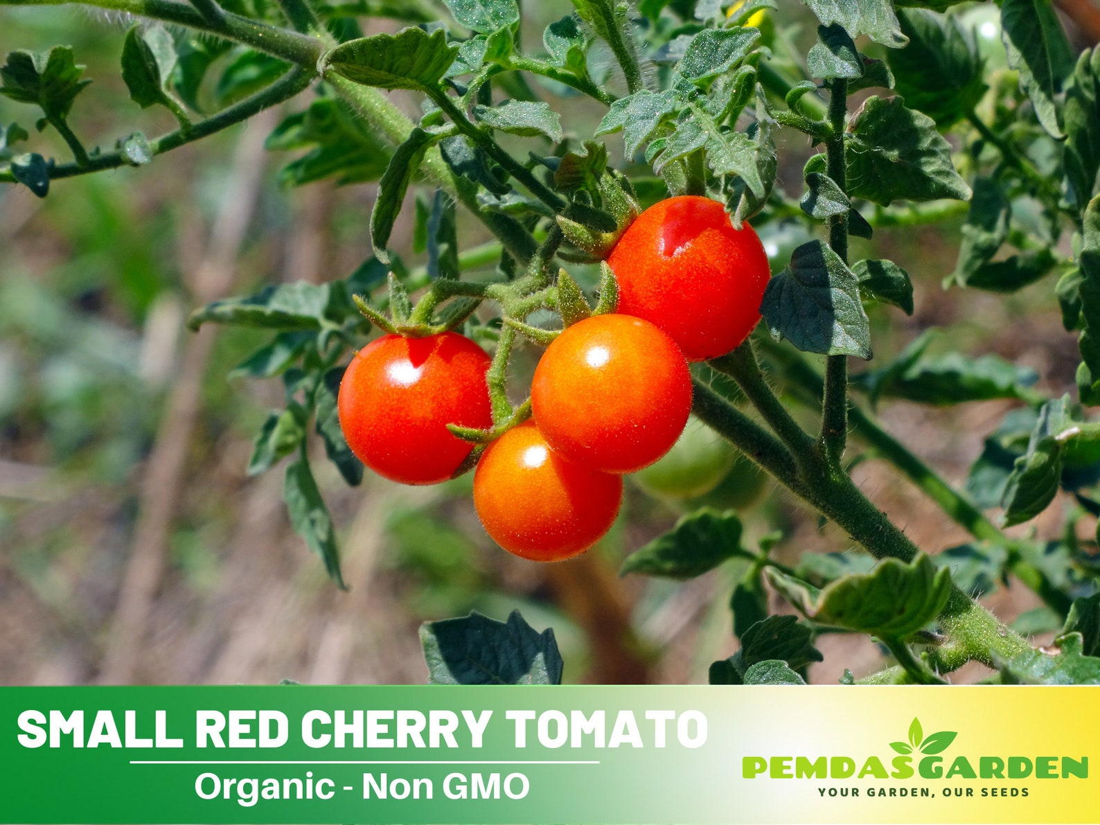 30 Seeds| Small Red Cherry Tomato Seeds- Authentic Seeds ~ GMO Free ...