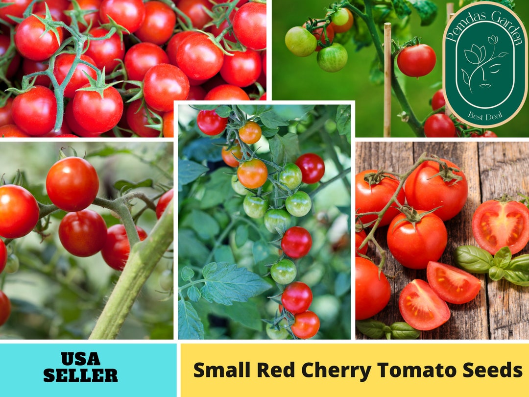 30 Seeds Small Red Cherry Tomato Seeds Authentic Seeds GMO Free ...