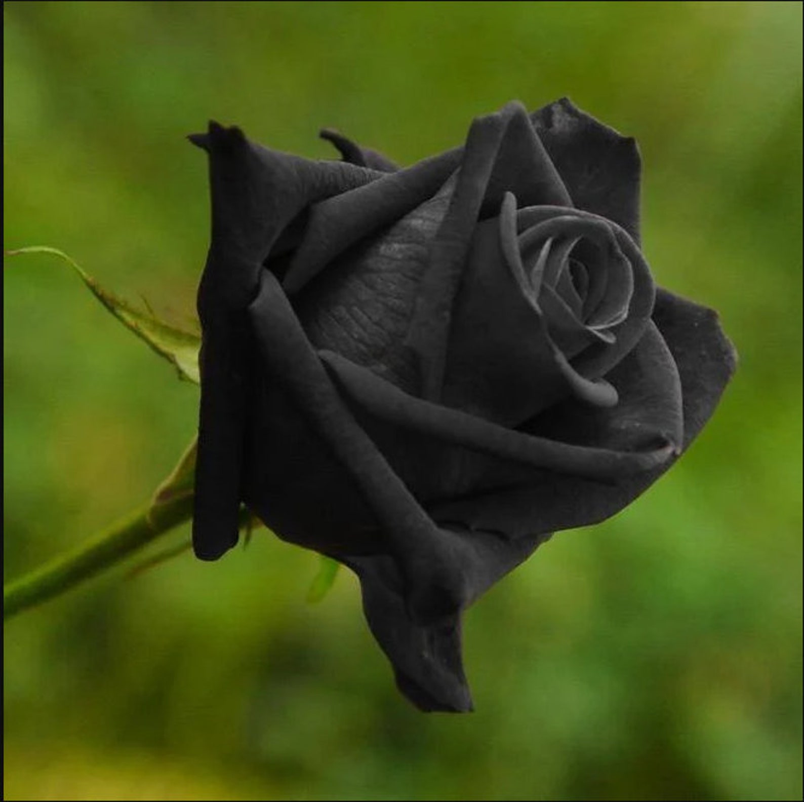 30 Seedsblack Halfeti Rose Perennial Flower Authentic - Etsy