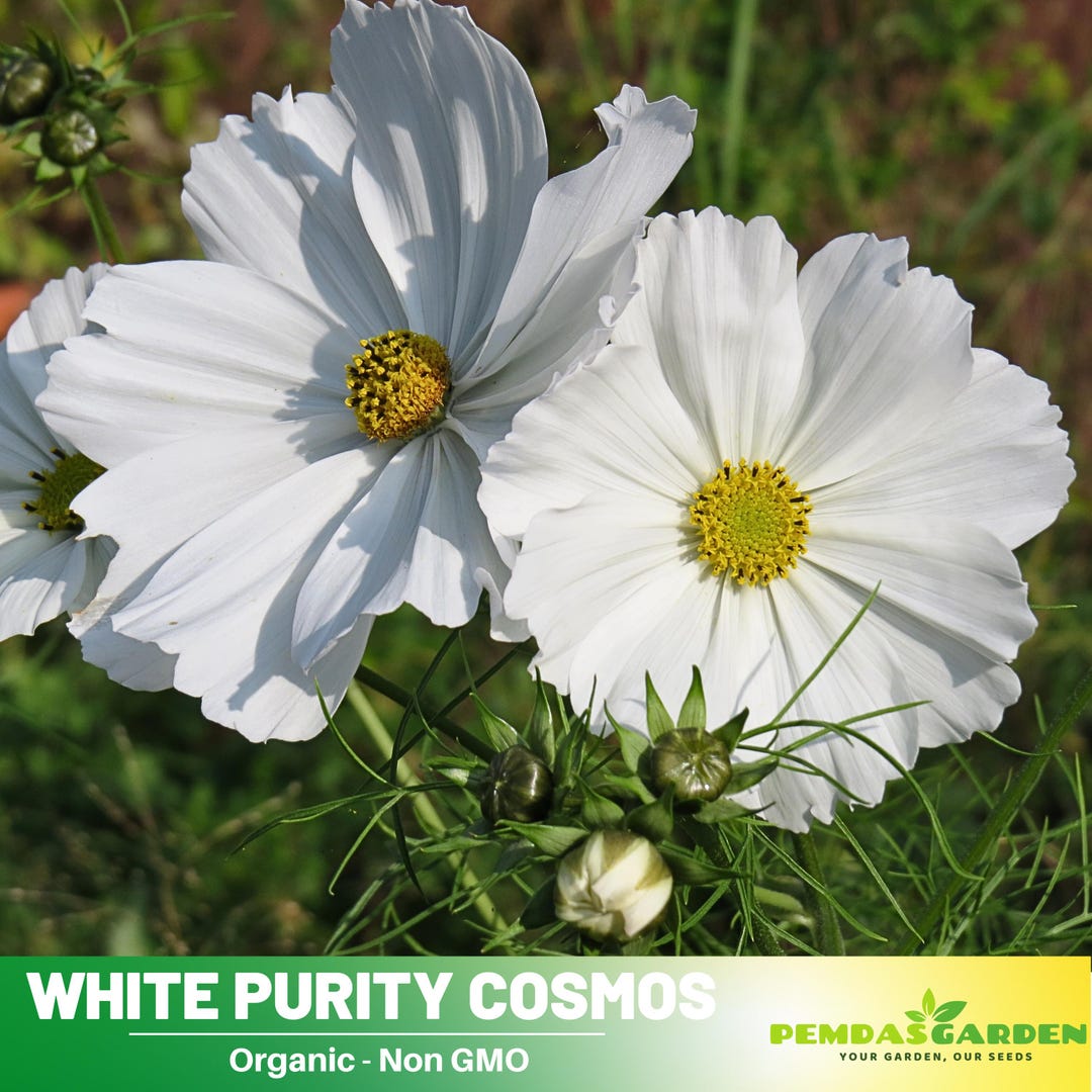 50+seeds| White Purity Flower Cosmos Seeds Seeds - Authentic- Butterfly ...