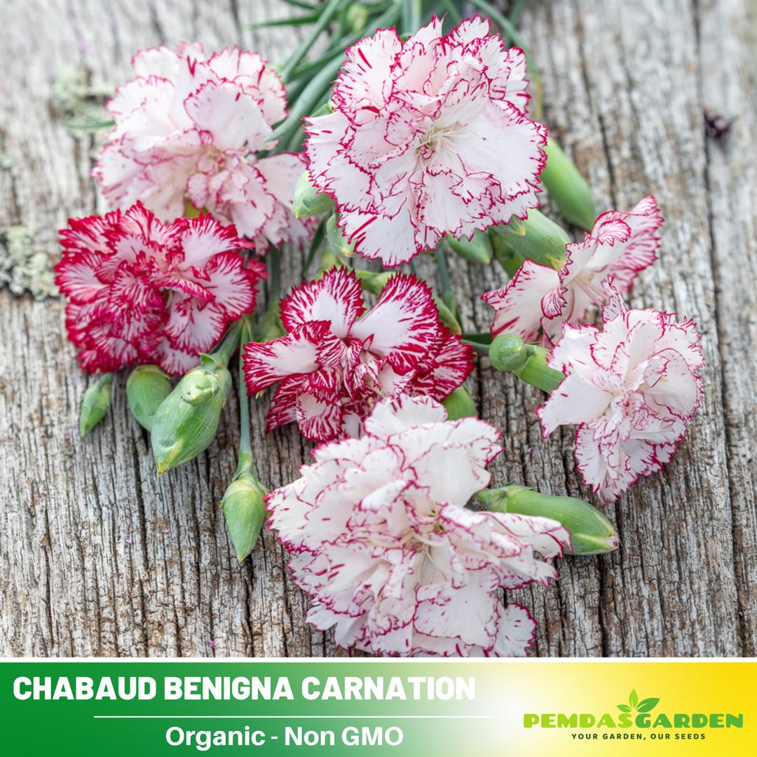 30+seeds| Chabaud Benigna Carnations -dianthus Seeds-authentic - Open ...