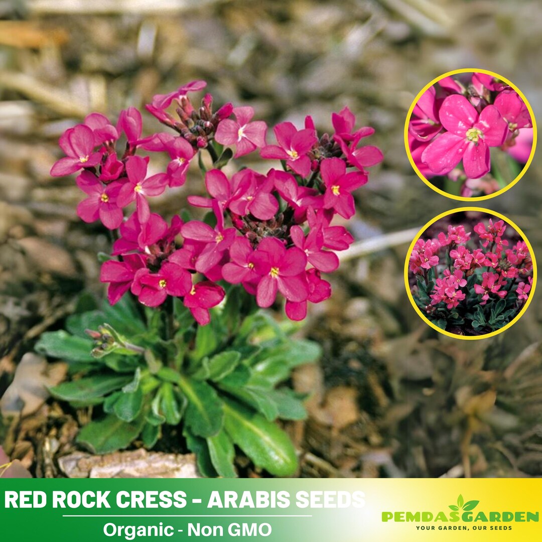 Red Rock Cress - Arabis Seeds - Authentic Seeds - Perennial ~ GMO Free ...