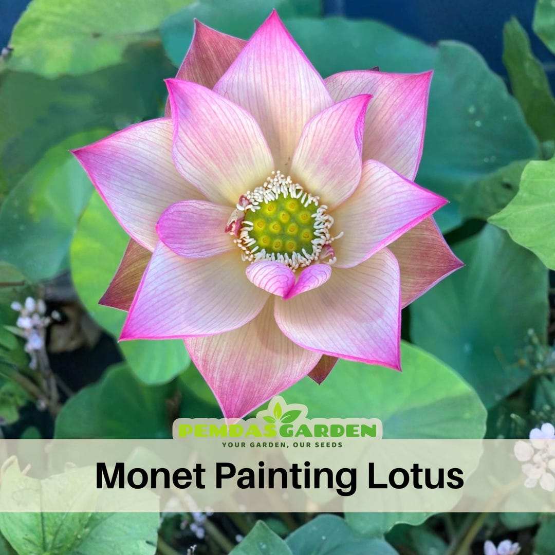 5 Rare Seeds| Monet Painting Lotus Seeds - Indian Lotus (nelumbo ...
