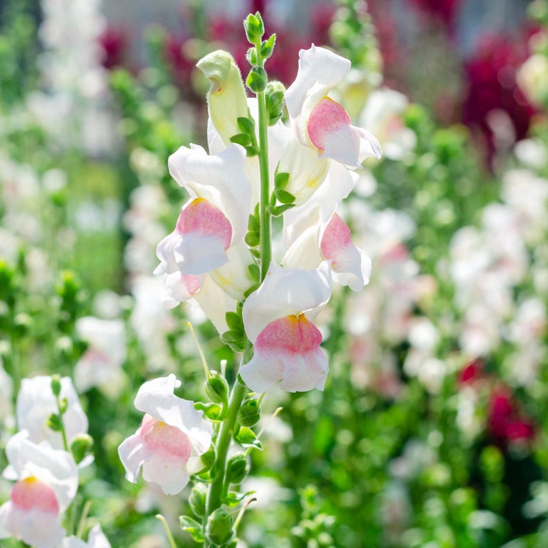 Opus Appleblossom Snapdragons Seeds - Cold Resistant - Attracts ...