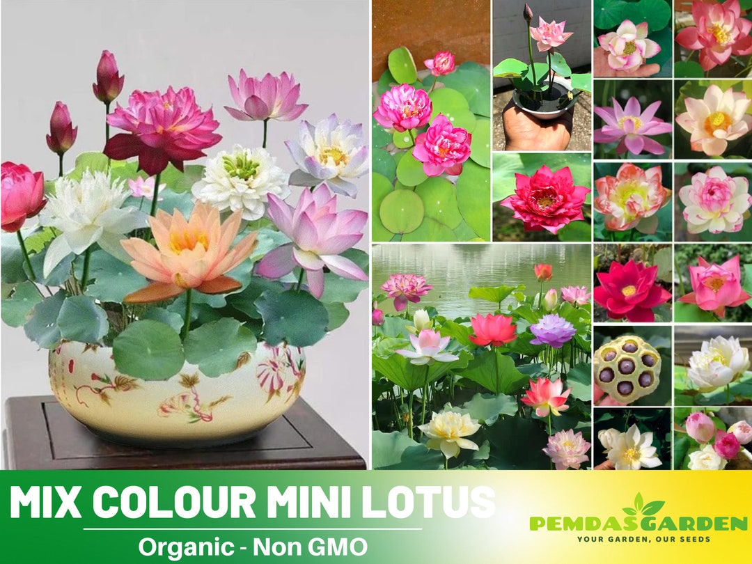 5 Rare Seeds Mix Colour Mini Lotus Seeds Indian Lotus nelumbo Nucifera ...