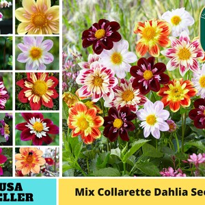 40 Seeds Mix Collarette Dahlia Perennial Seeds Authentic Seeds ...