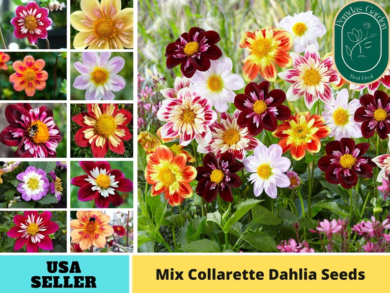 40 Seeds Mix Collarette Dahlia Perennial Seeds Authentic - Etsy