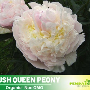 10+ Seeds| Blush Queen Perennial Peony Seeds- Paeonia - Attract ...