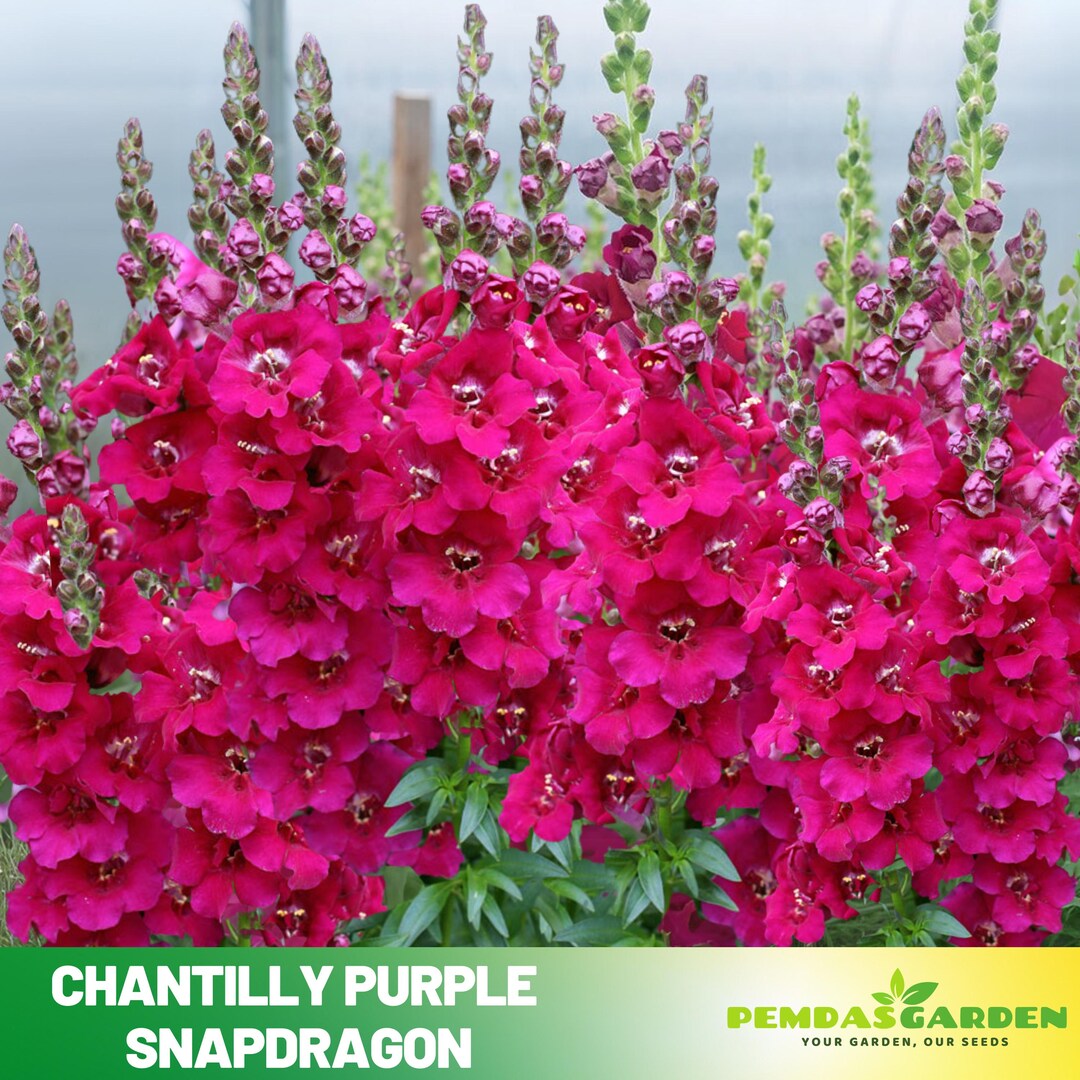 30 Chantilly Purple Snapdragon Seeds - Cold Resistant -attracts ...