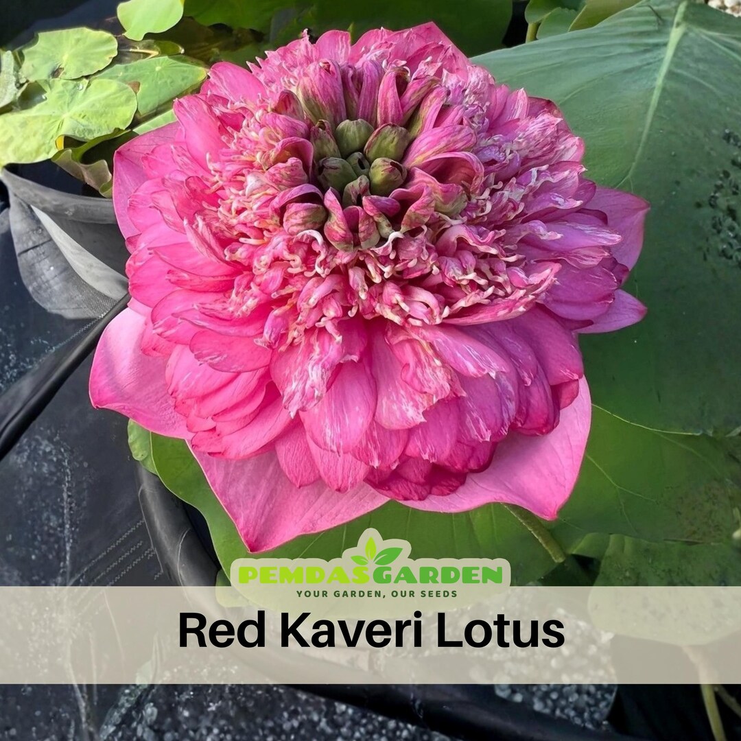 5 Rase Seeds | Red Kaveri Lotus Seeds -indian Lotus (nelumbo Nucifera ...