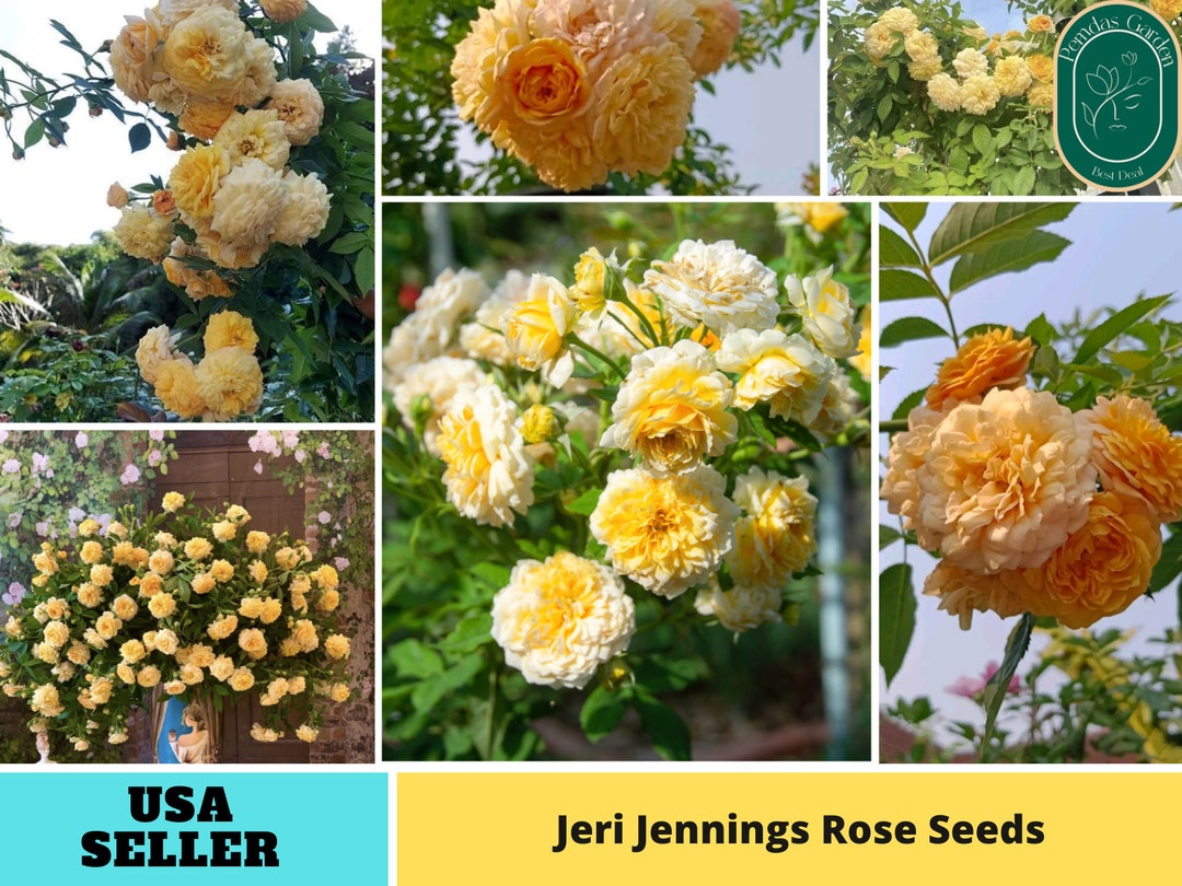 30 Seeds Jeri Jennings Rose Seeds Authentic Perennial GMO Free Flower ...