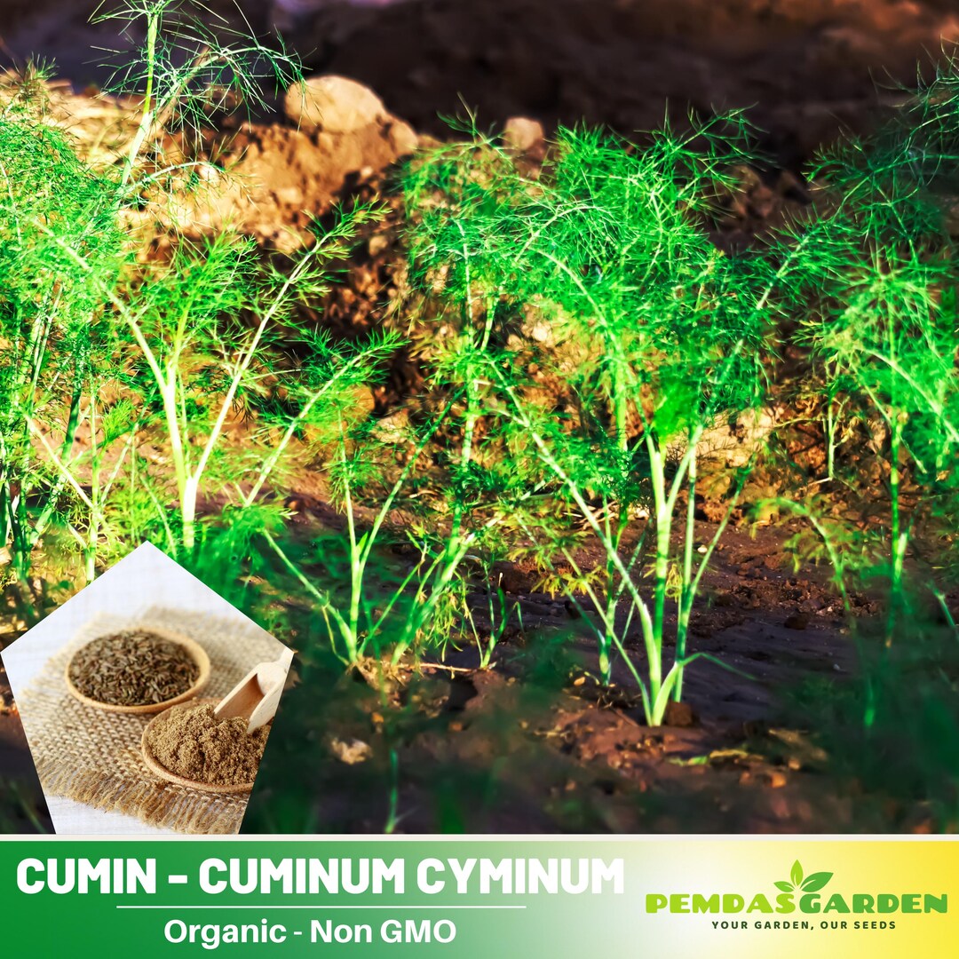 15 Seeds| Cumin - Cuminum Cyminum Seeds- Cumin Plant - Easy to Grow ...
