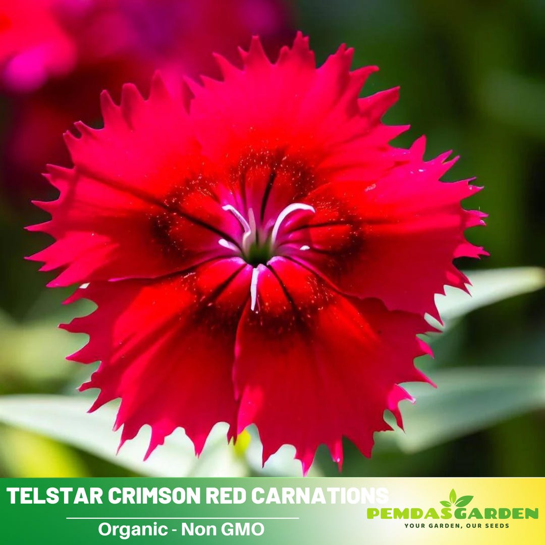 30+seeds|telstar Crimson Red Carnations -dianthus Seeds - Open ...