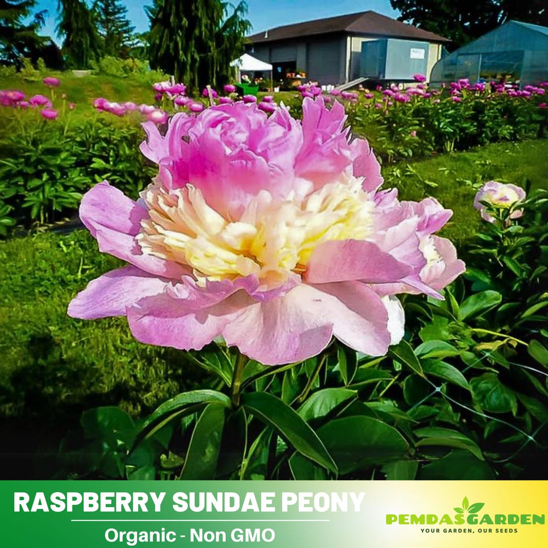 10+seeds| Raspberry Sundae Perennial Peony Seeds - Paeonia - Attract ...