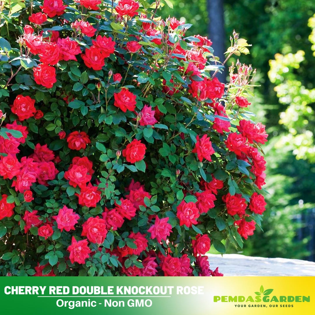 30 Seeds Red Double Knockout Rose Authentic Seeds Perennial Gmo