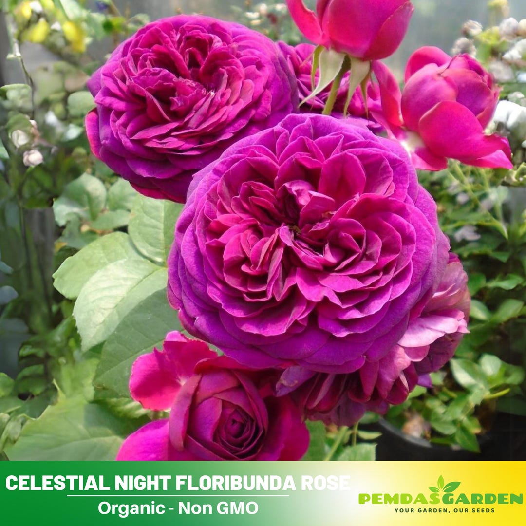 30+ Seeds|celestial Night Floribunda Flower Rose Seeds - Authentic ...