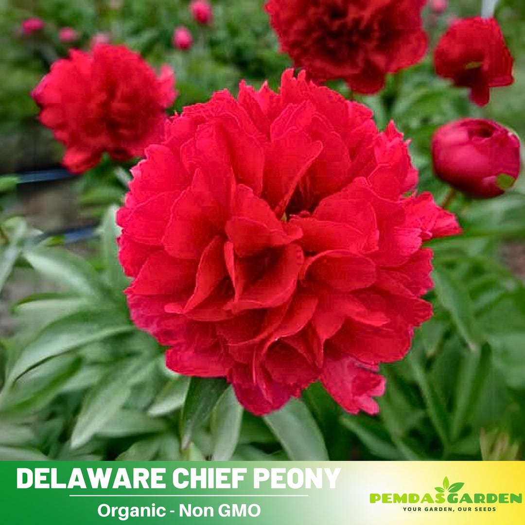 10+seeds| Delaware Chief Peony Perennial Seeds - Paeonia - Attract ...