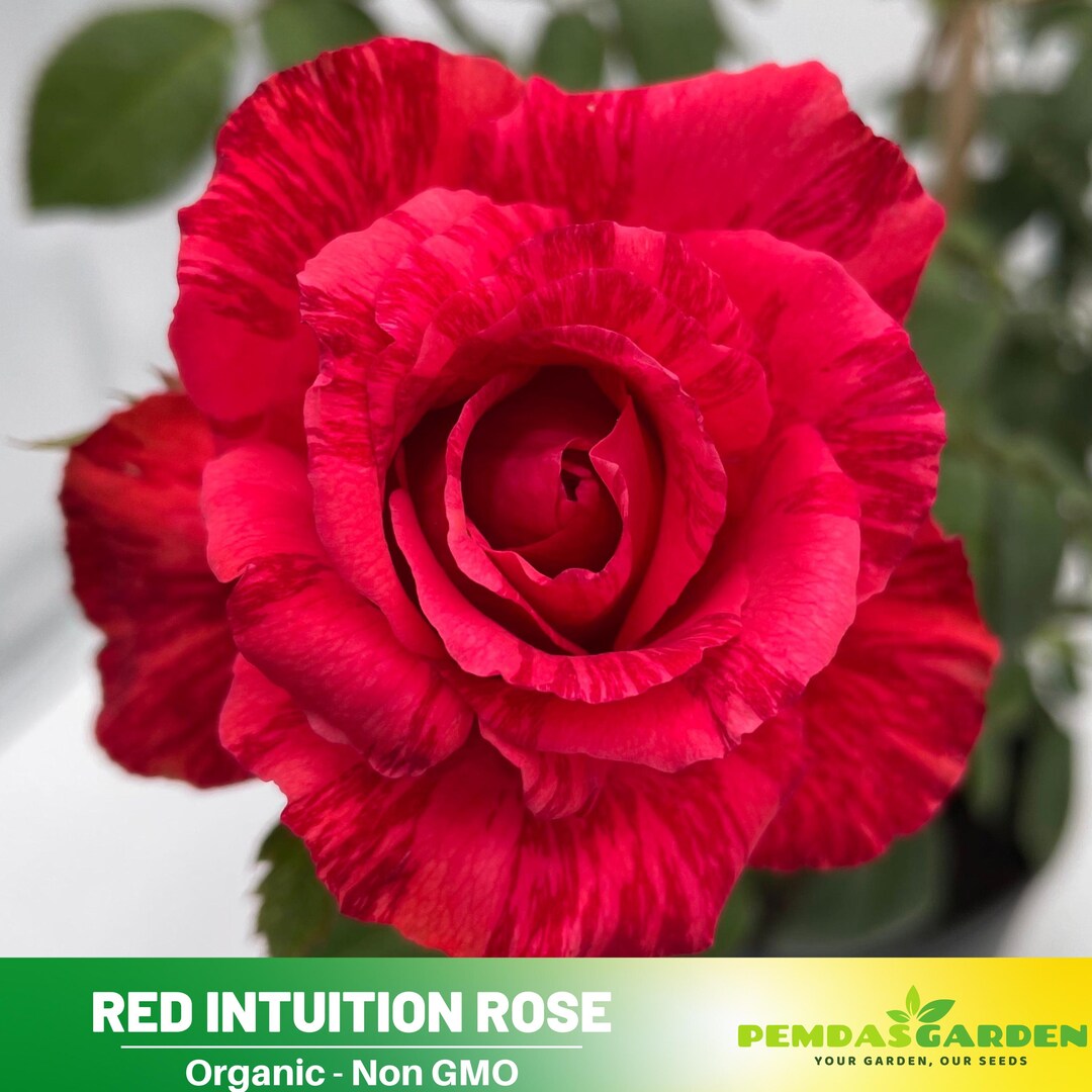 32+ Seeds| Red Intuition Rose Seeds-perennial -authentic Seeds-flowers ...