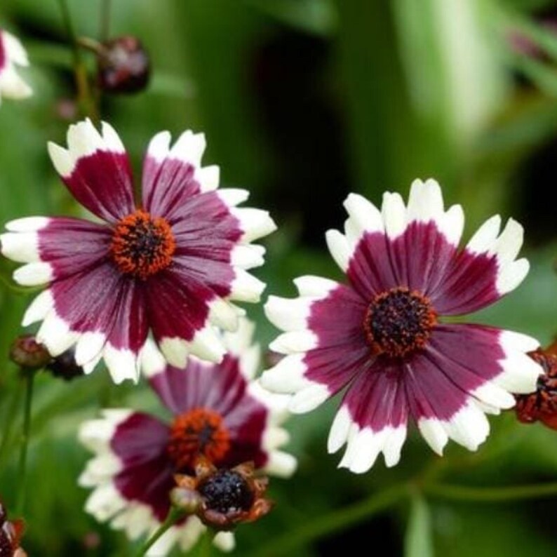 White Red Jive Coreopsis Seeds – Coreopsis Hybrid – White Petals With ...